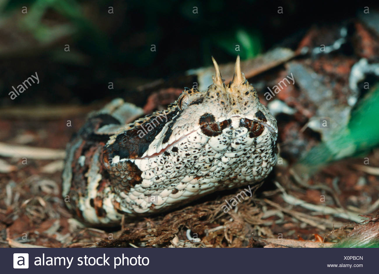 Rhinoceros Viper (bitis Nasicornis) High Resolution Stock Photography ...
