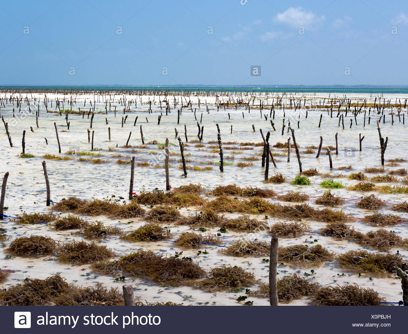 Algae Farm Stock Photos & Algae Farm Stock Images - Alamy