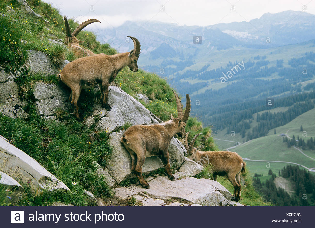 Ibexes High Resolution Stock Photography and Images - Alamy