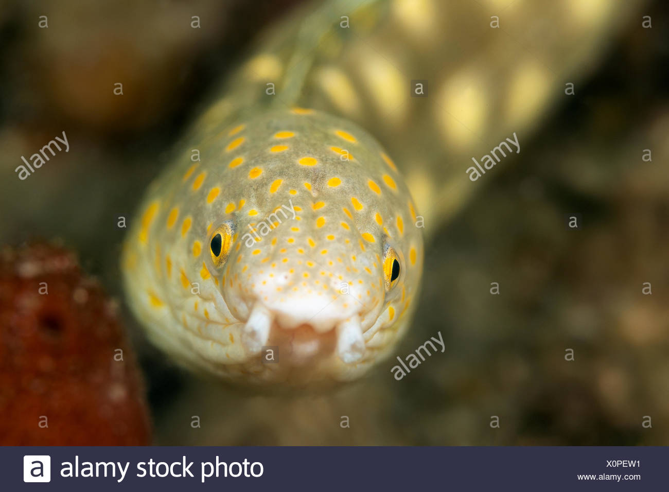 Yellow Spotted Eel Stock Photos & Yellow Spotted Eel Stock Images - Alamy