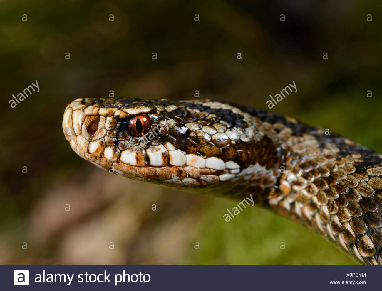 Scandinavian Snakes High Resolution Stock Photography and Images - Alamy