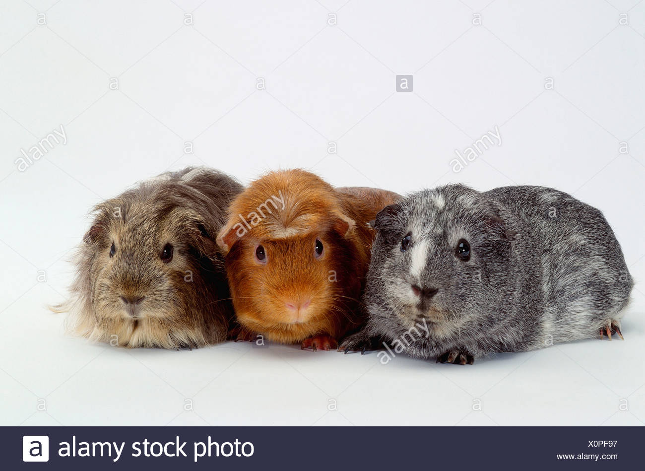 English Crested Guinea Pigs High Resolution Stock Photography and ...
