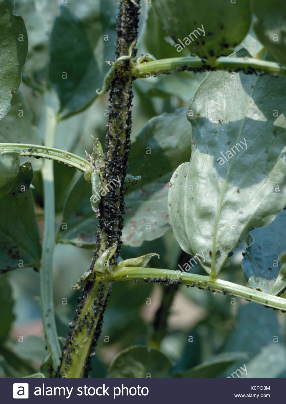 Black Bean Aphid Aphis Fabae High Resolution Stock Photography and ...