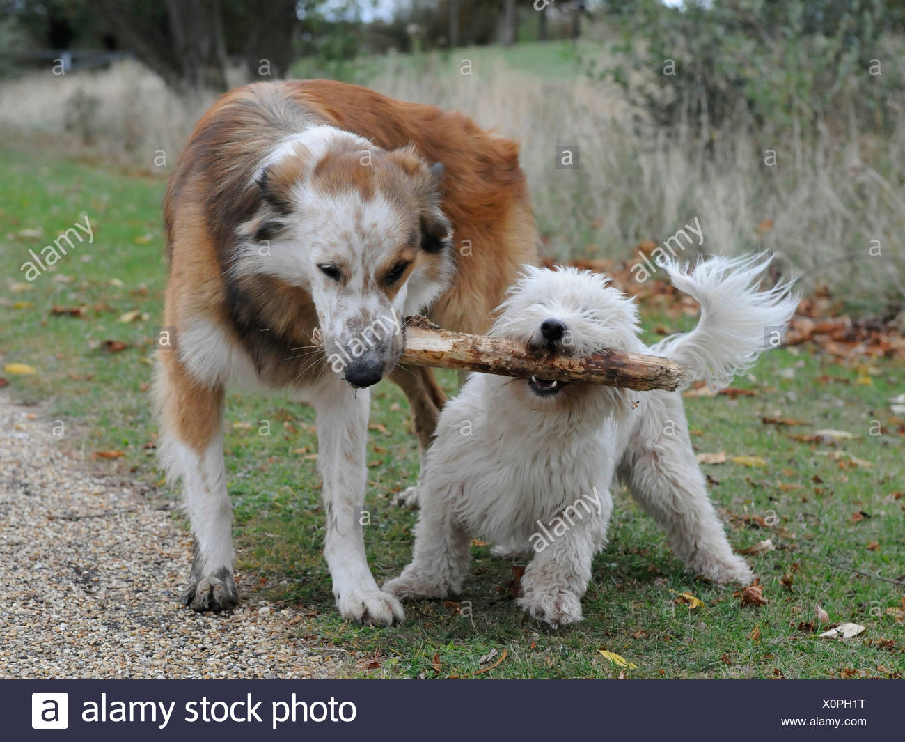 Partners In Crime High Resolution Stock Photography and Images - Alamy