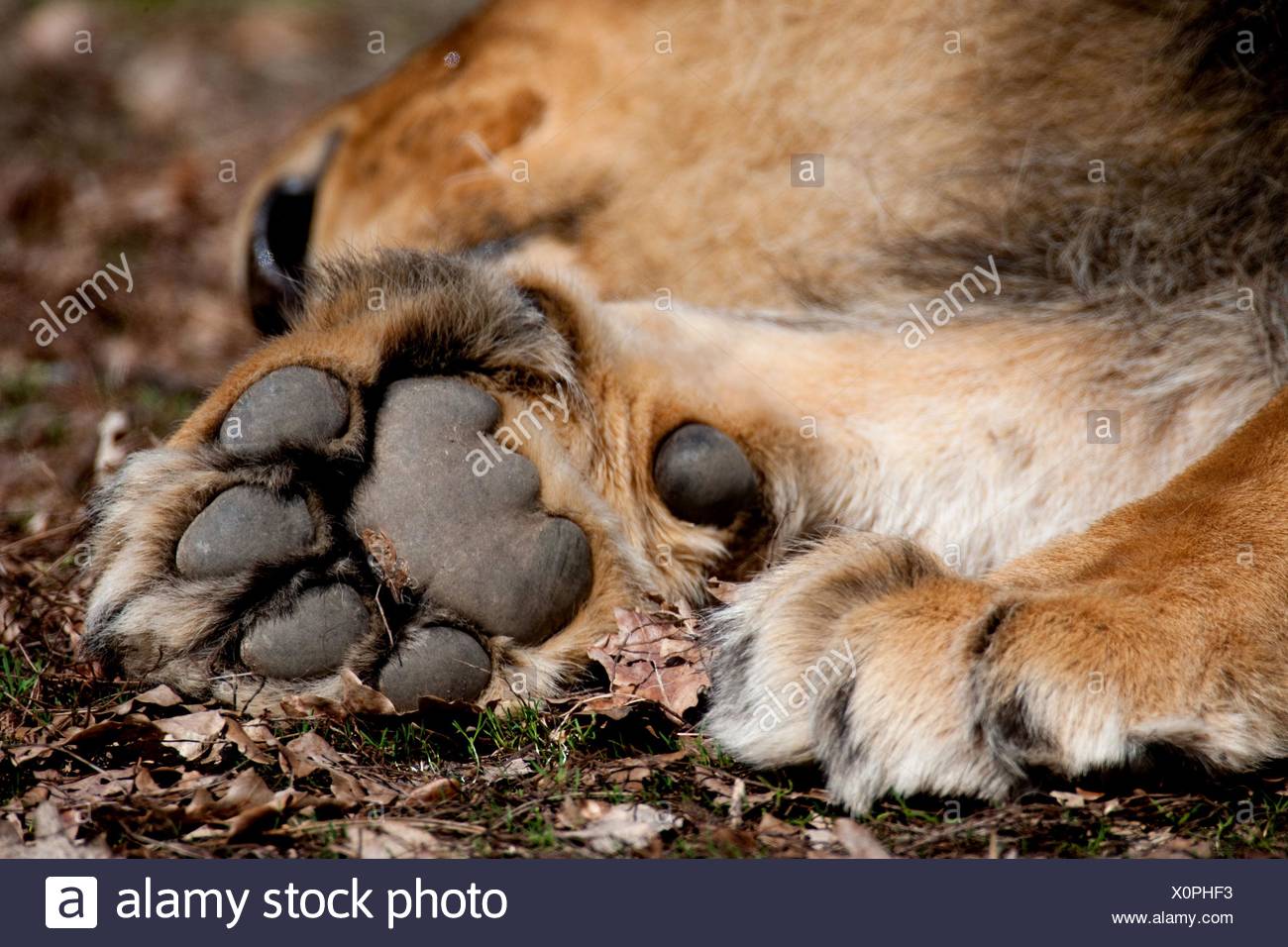 Lion Paw Close Up Stock Photos & Lion Paw Close Up Stock Images - Alamy