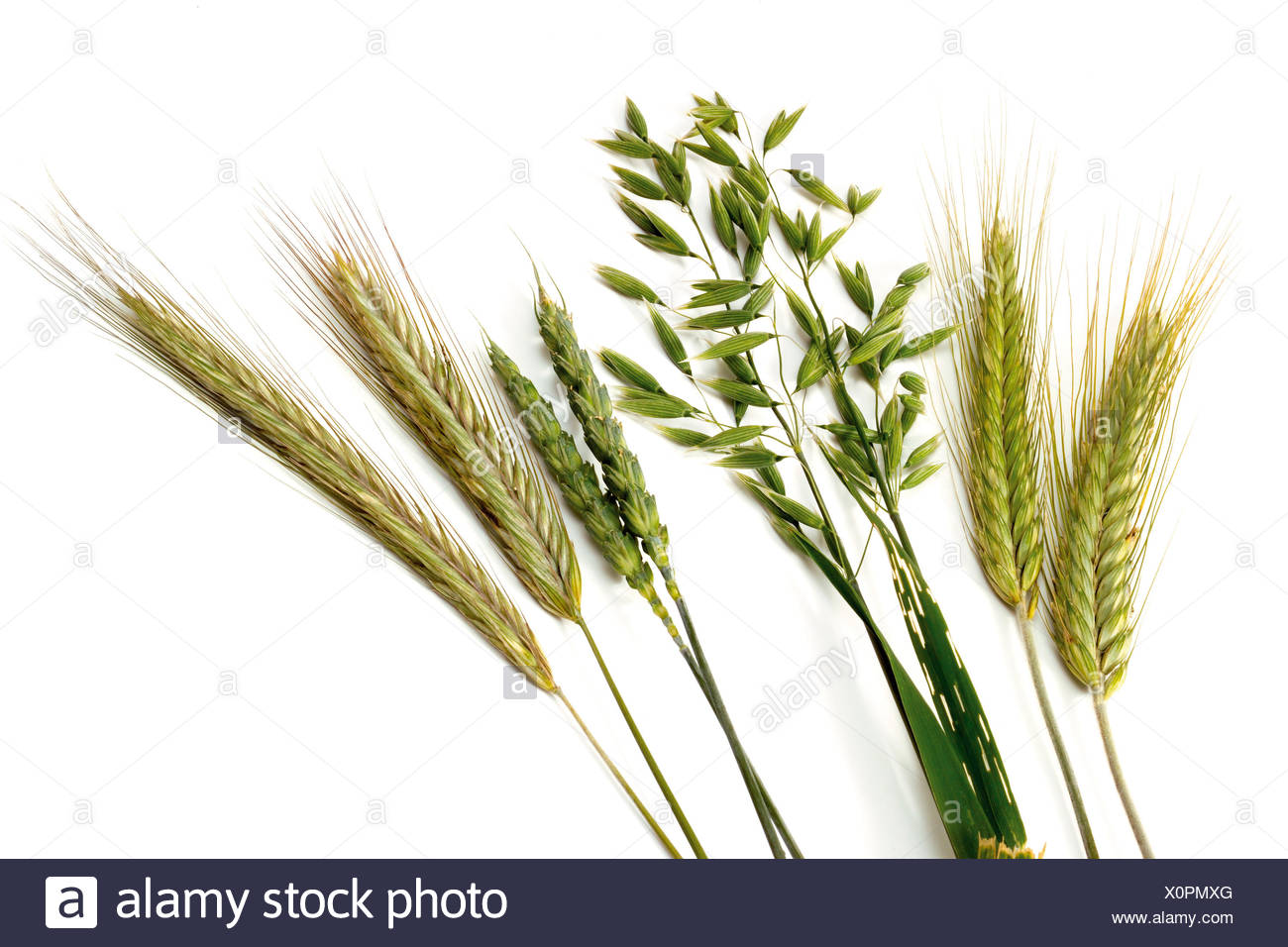 Wheat, Barley, Rye, And Oats High Resolution Stock Photography and ...