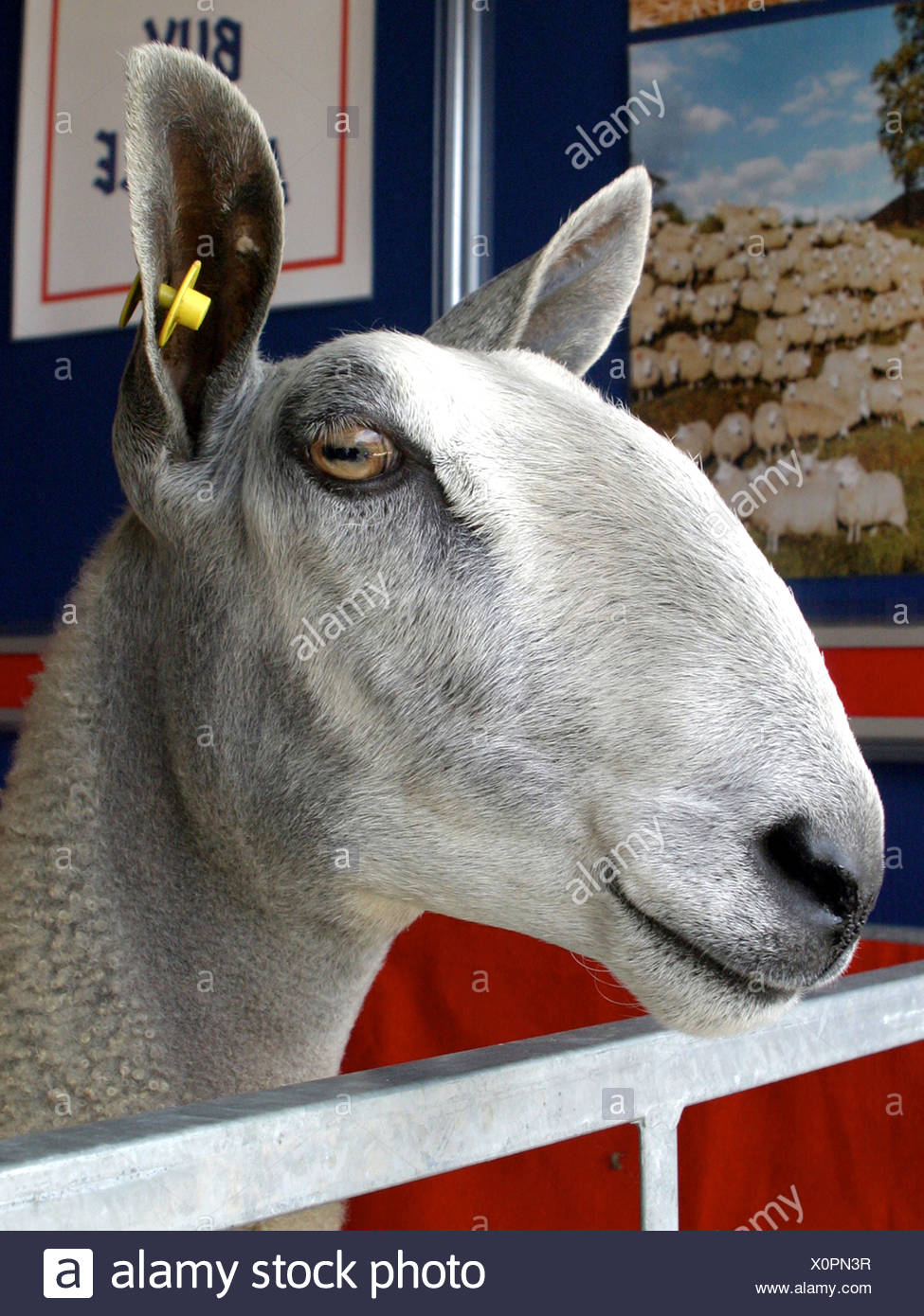 Blue Faced Leicester Sheep High Resolution Stock Photography and Images ...