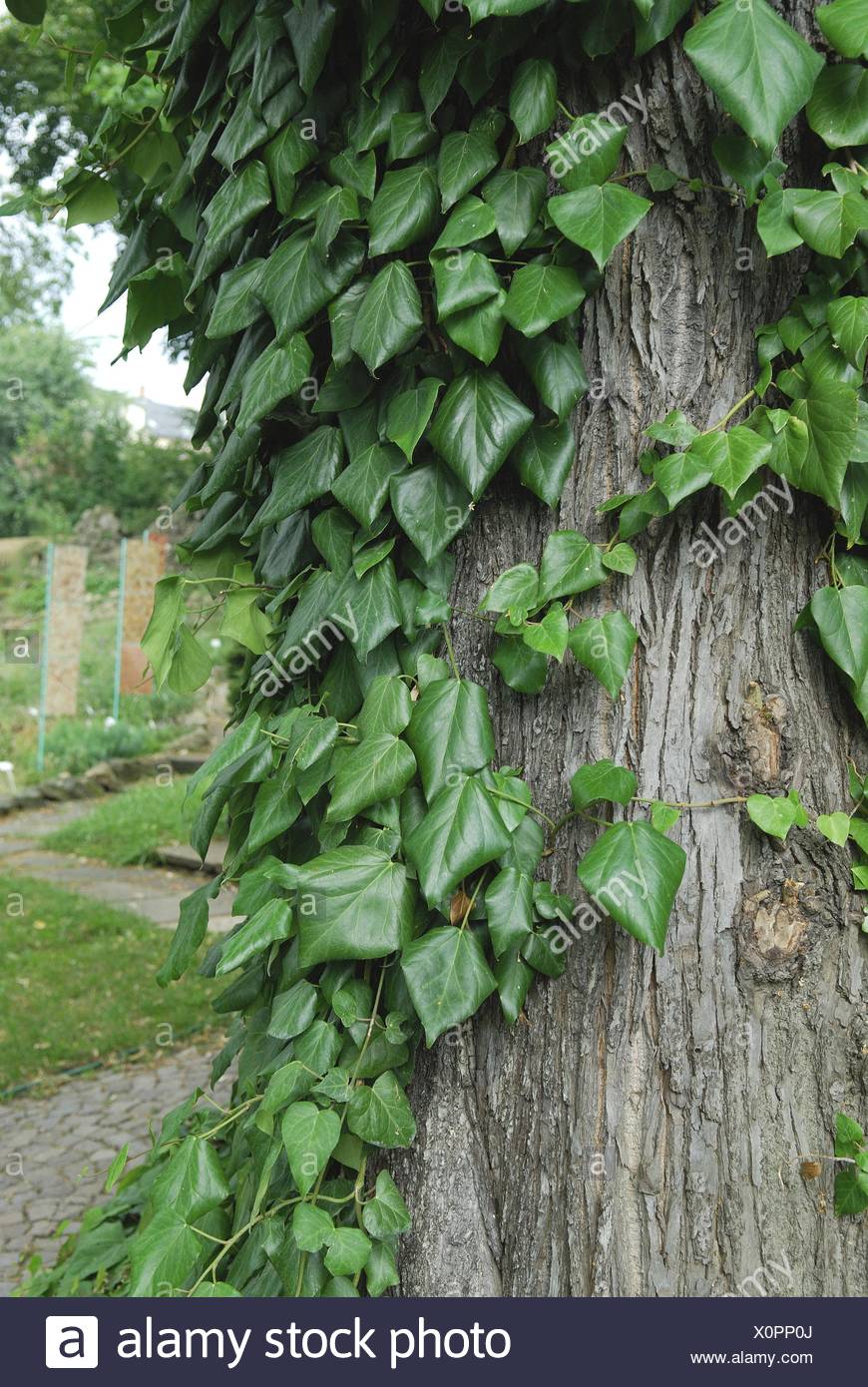 Ivy Creeping Up Tree Trunk High Resolution Stock Photography and Images ...