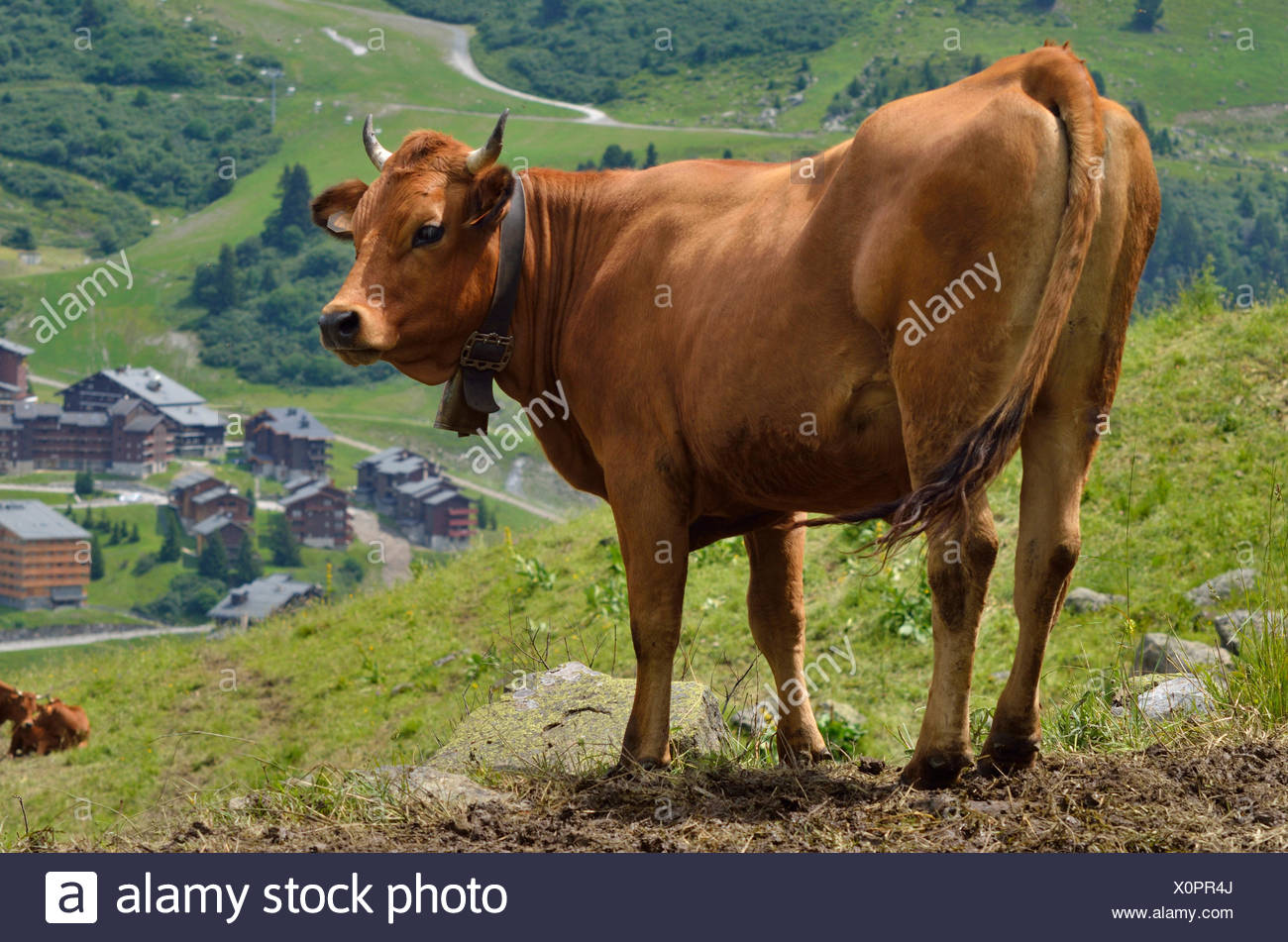 Tarentaise Stock Photos & Tarentaise Stock Images - Alamy