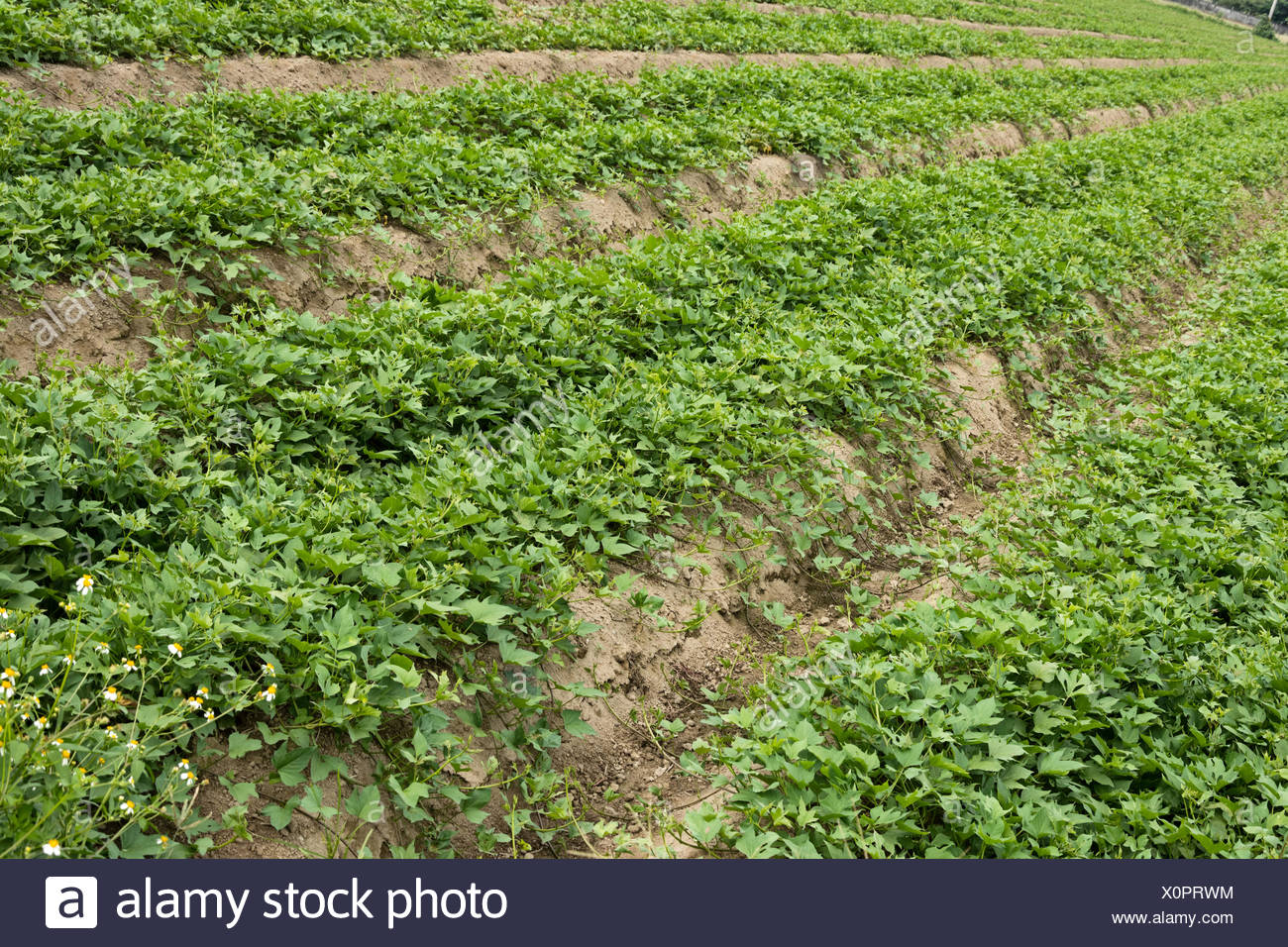 Cultivated Land Stock Photos & Cultivated Land Stock Images - Alamy