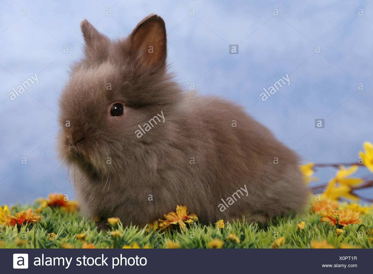 Teddy Dwarf Rabbits High Resolution Stock Photography and Images - Alamy
