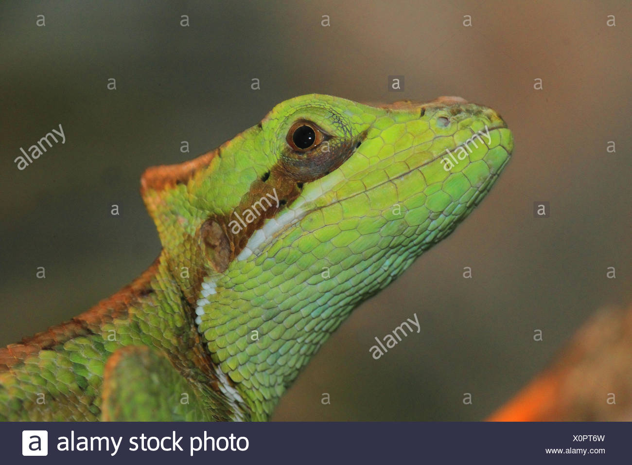 Longipes High Resolution Stock Photography and Images - Alamy