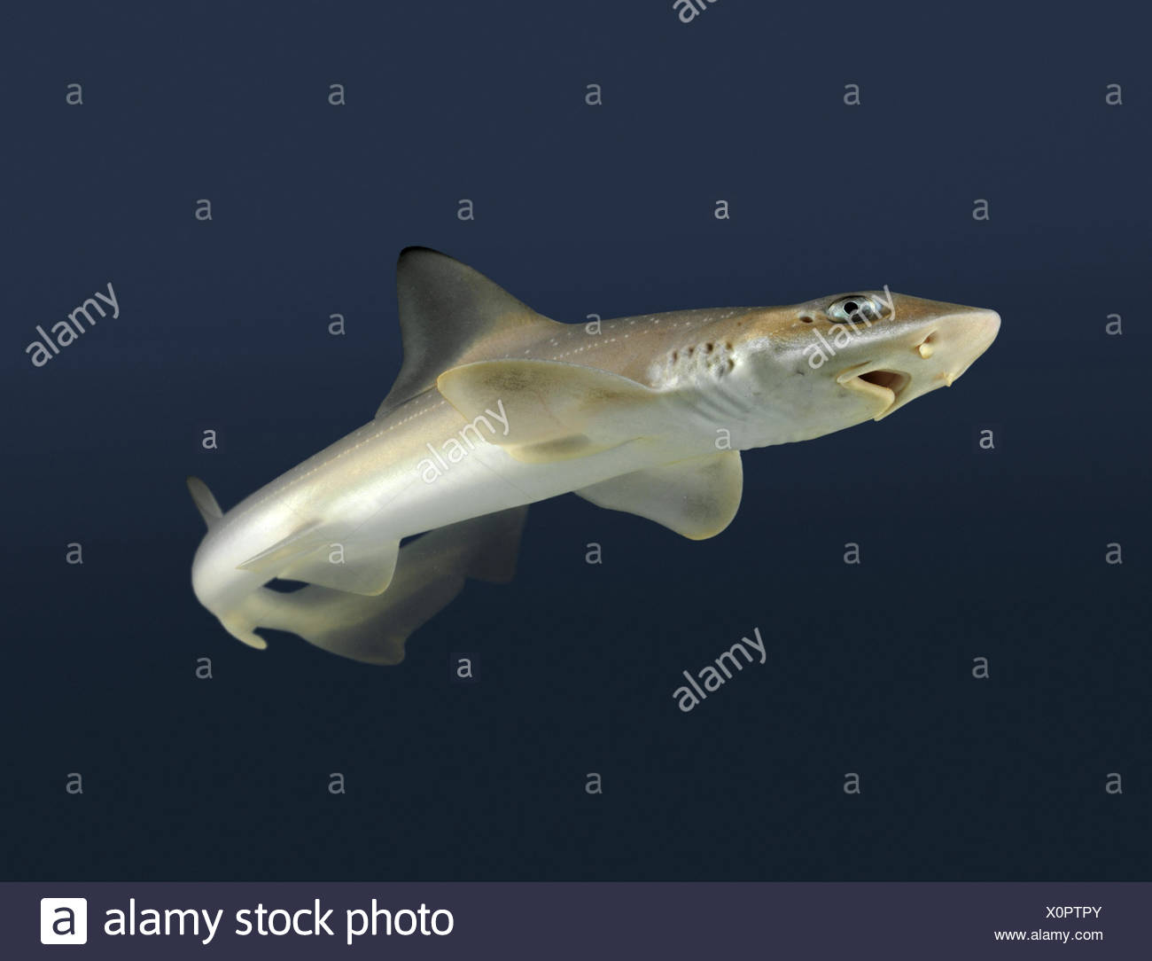 Smooth Hound Shark Stock Photos & Smooth Hound Shark Stock Images - Alamy