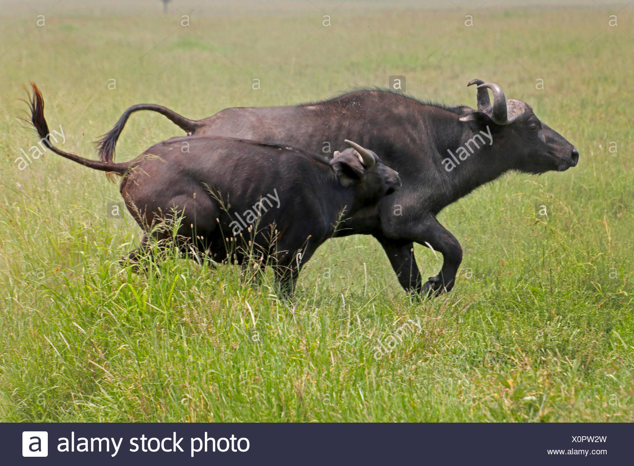 Female Buffalo Stock Photos & Female Buffalo Stock Images - Alamy