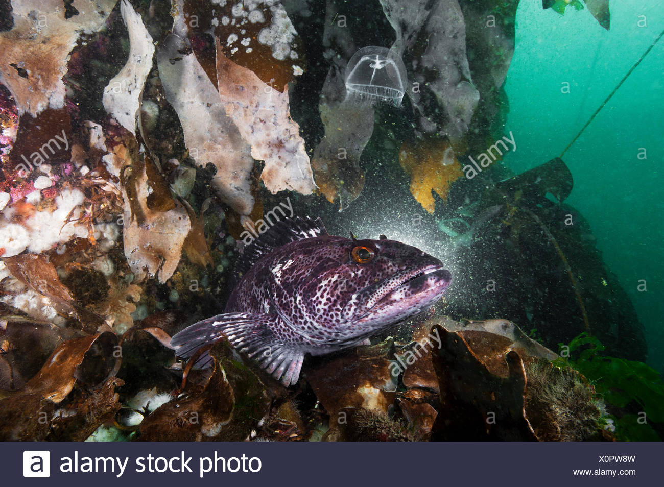 Ling Cod High Resolution Stock Photography and Images - Alamy
