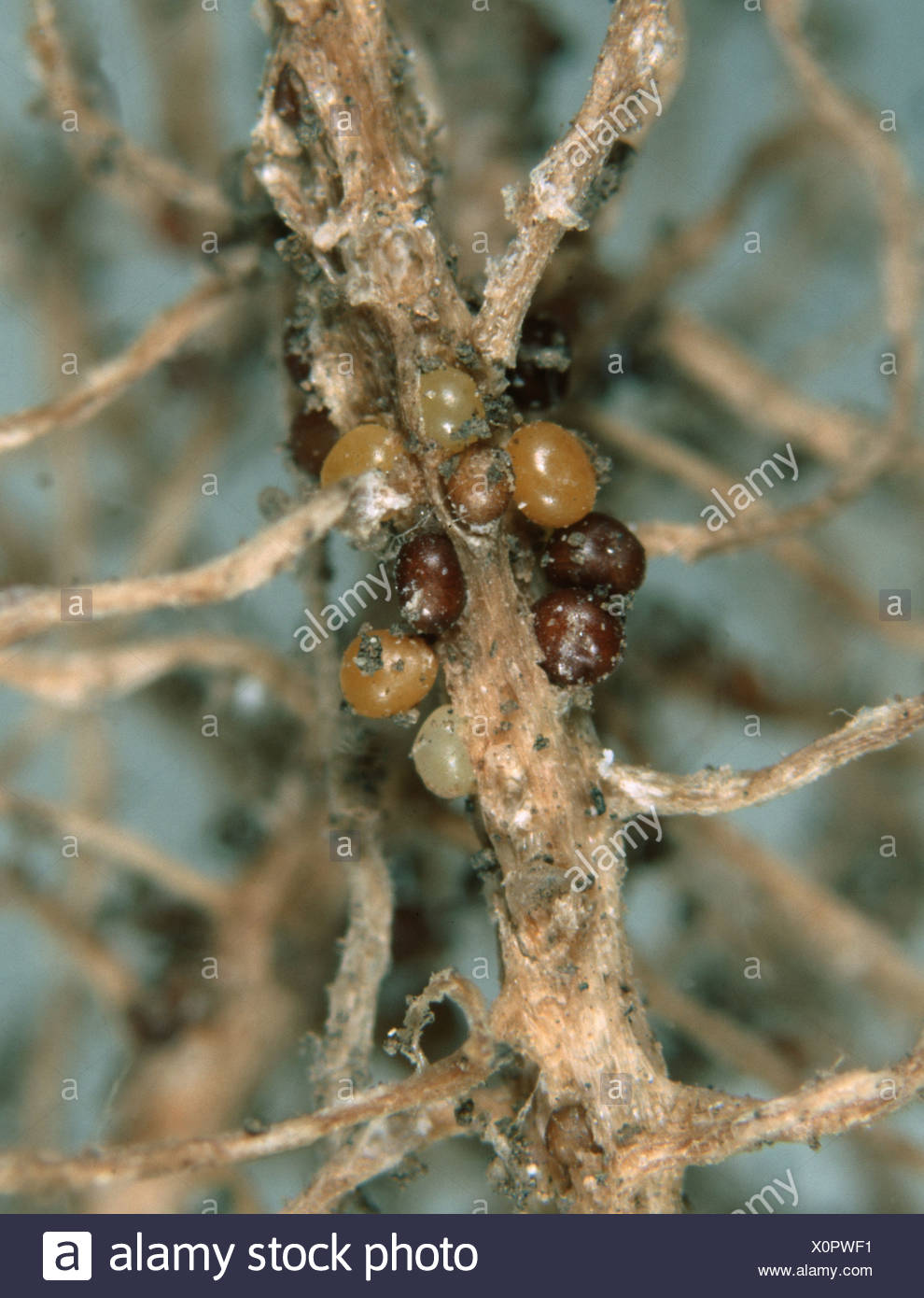 Globodera High Resolution Stock Photography and Images - Alamy