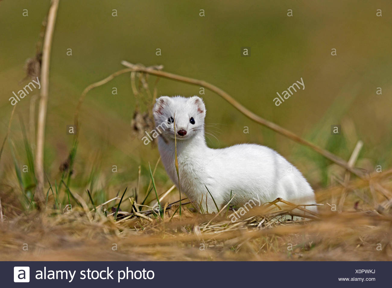 Stoat Stock Photos & Stoat Stock Images - Alamy