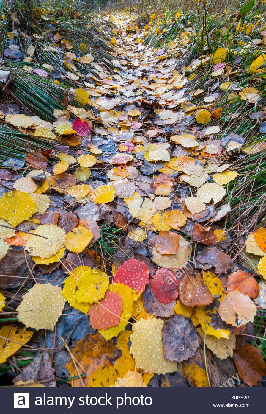 European Aspen High Resolution Stock Photography and Images - Alamy