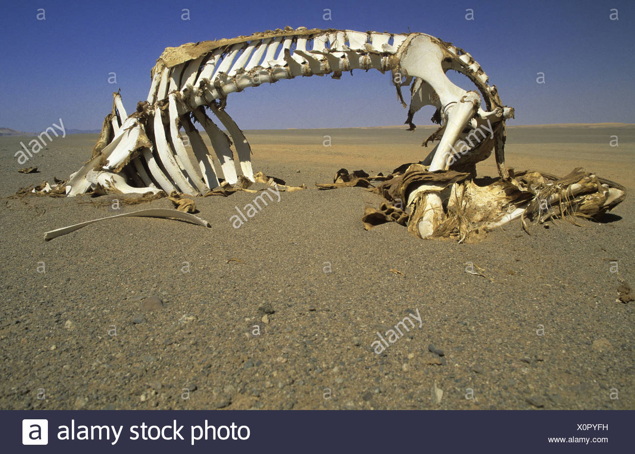Camel Skeleton Stock Photos & Camel Skeleton Stock Images - Alamy