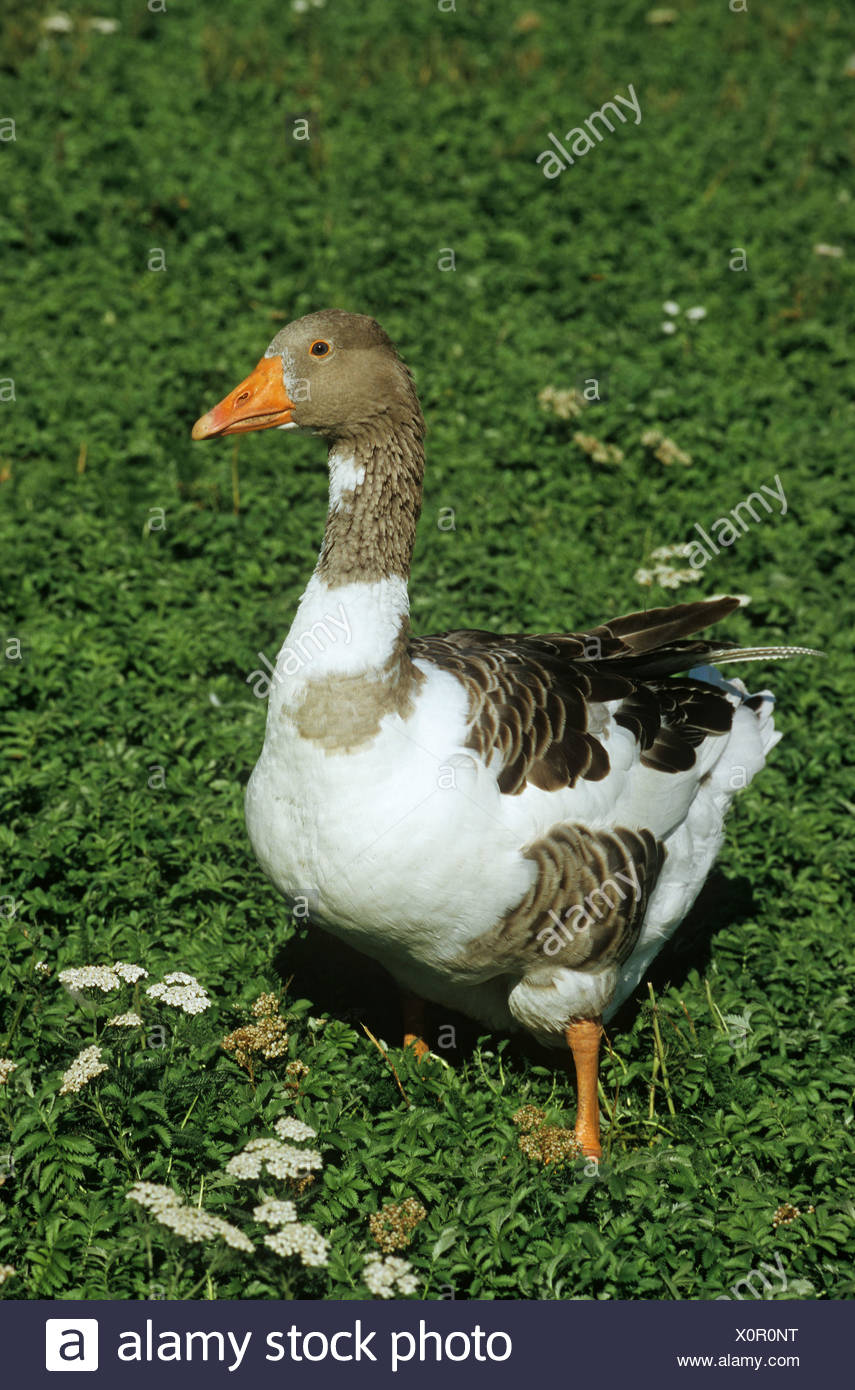 Pomeranian Goose High Resolution Stock Photography and Images - Alamy