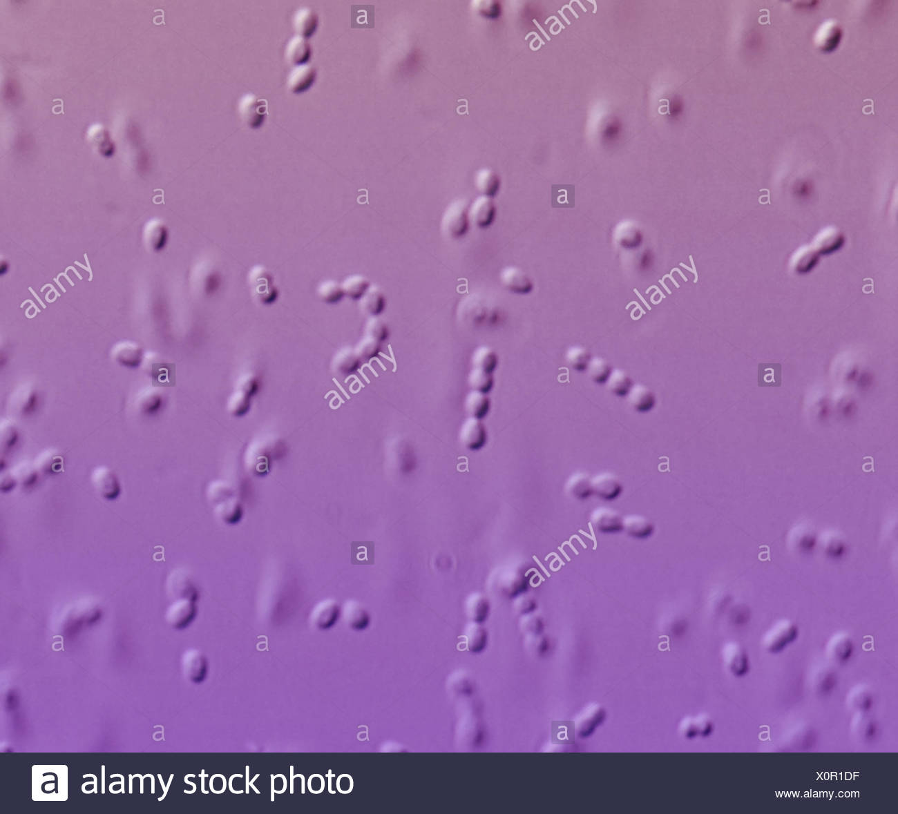 Lactobacillus Stock Photos & Lactobacillus Stock Images - Alamy