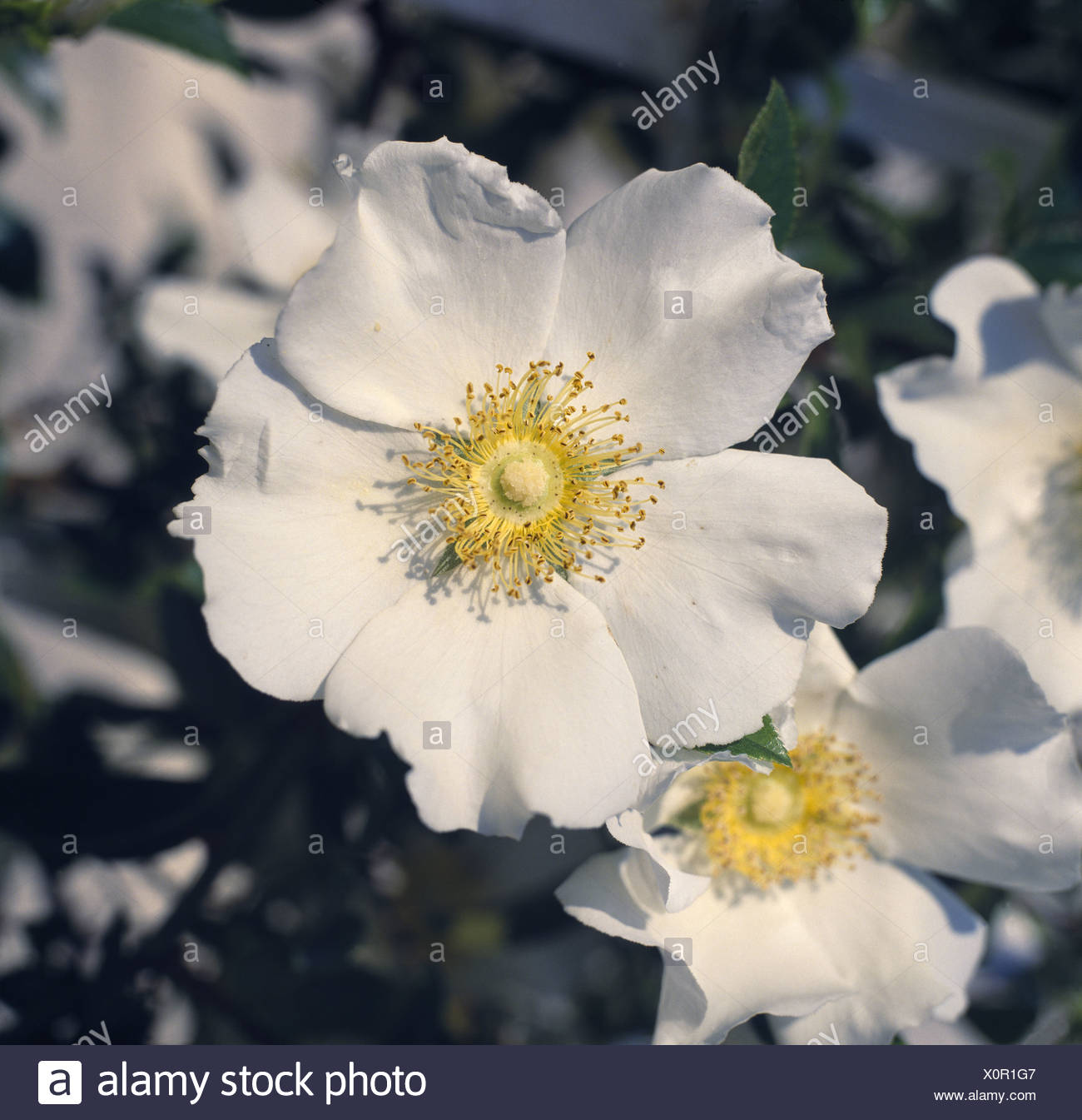 Cherokee Rose High Resolution Stock Photography and Images - Alamy