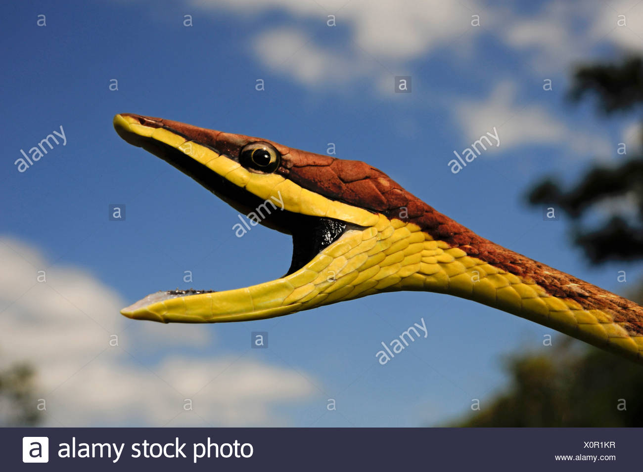 Common Vine Snakes High Resolution Stock Photography and Images - Alamy