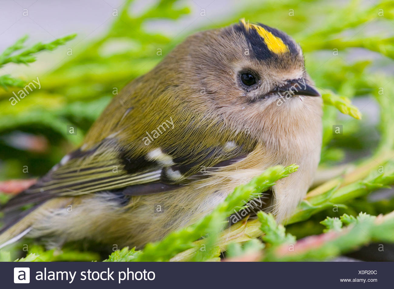 Female Goldcrest High Resolution Stock Photography and Images - Alamy