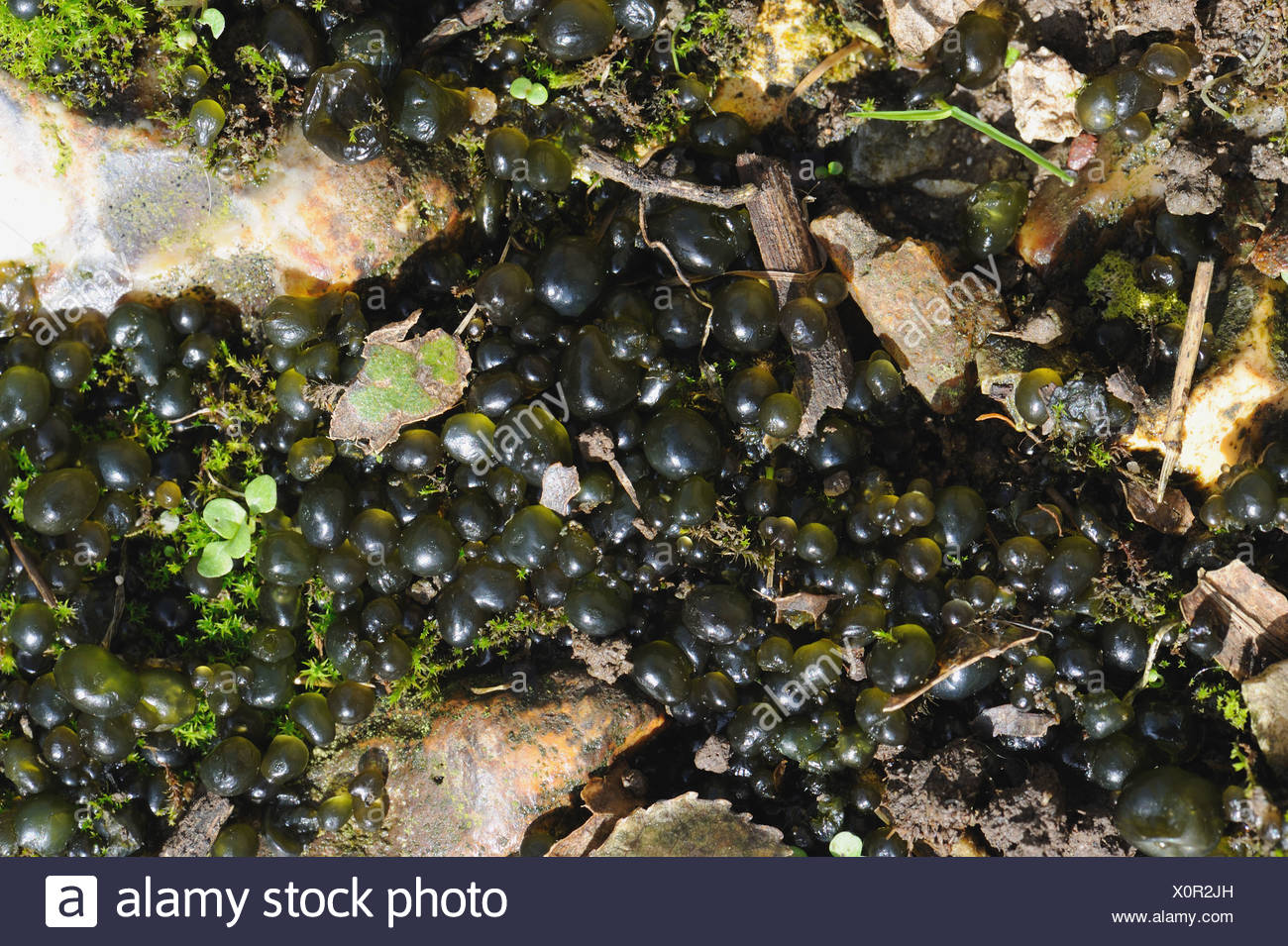 Jelly Mass High Resolution Stock Photography and Images - Alamy