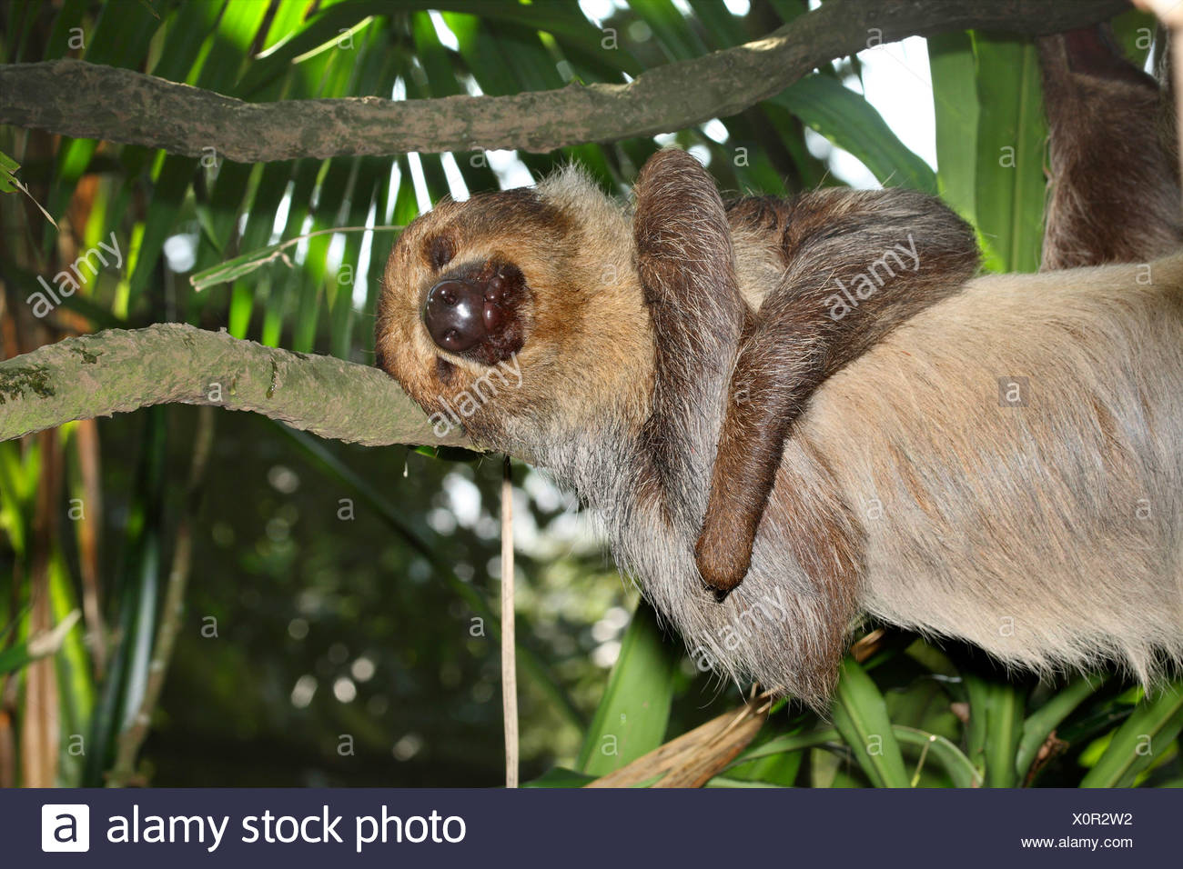 Linnaeus Two Toed Sloth High Resolution Stock Photography and Images ...