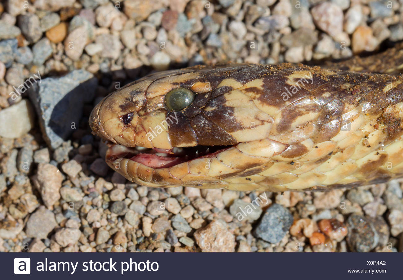 Horned Puff Adder High Resolution Stock Photography and Images - Alamy