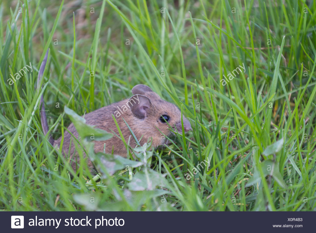 Young Mouse High Resolution Stock Photography and Images - Alamy