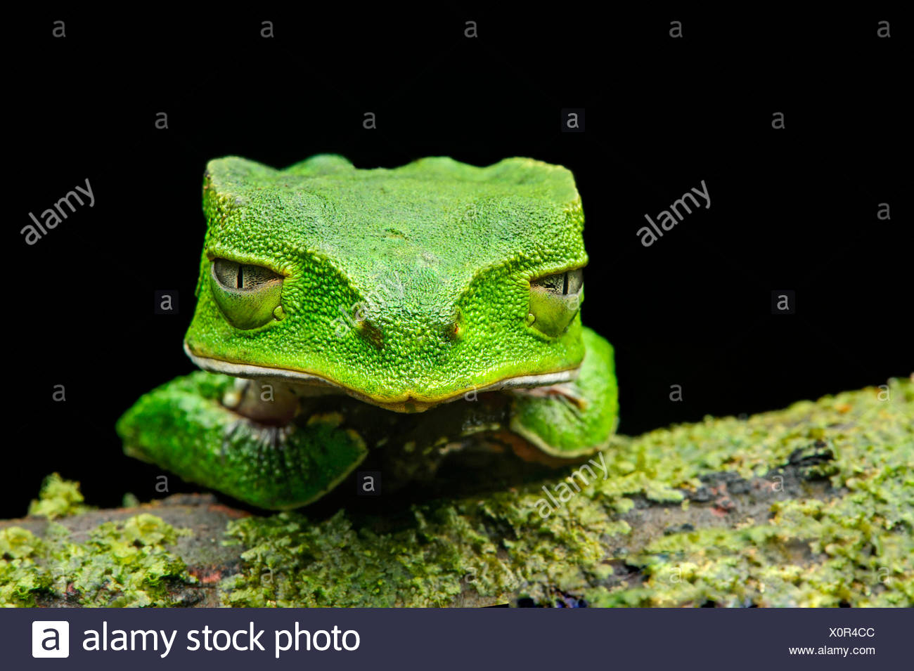 Yasuni And Frog High Resolution Stock Photography and Images - Alamy