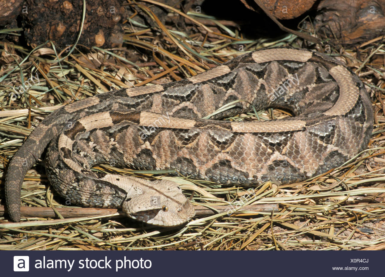 Largest Snake Species High Resolution Stock Photography and Images - Alamy