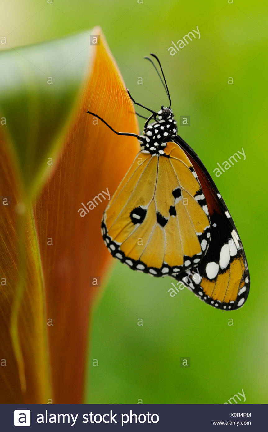 Open Wings Butterflies High Resolution Stock Photography and Images - Alamy