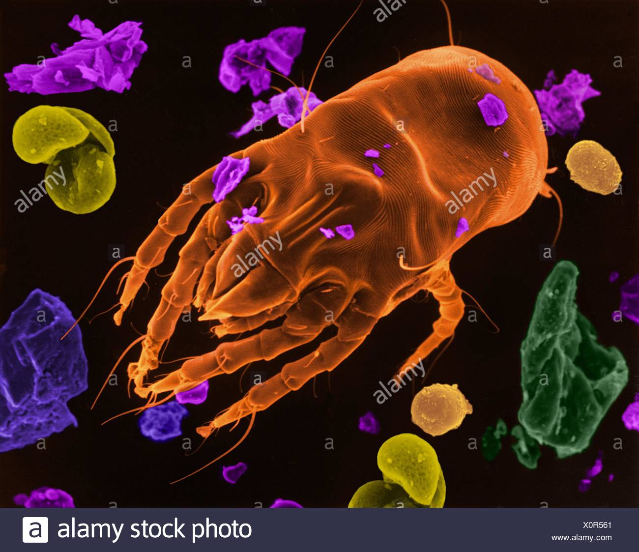 Dust Mite Sem Stock Photos & Dust Mite Sem Stock Images - Alamy