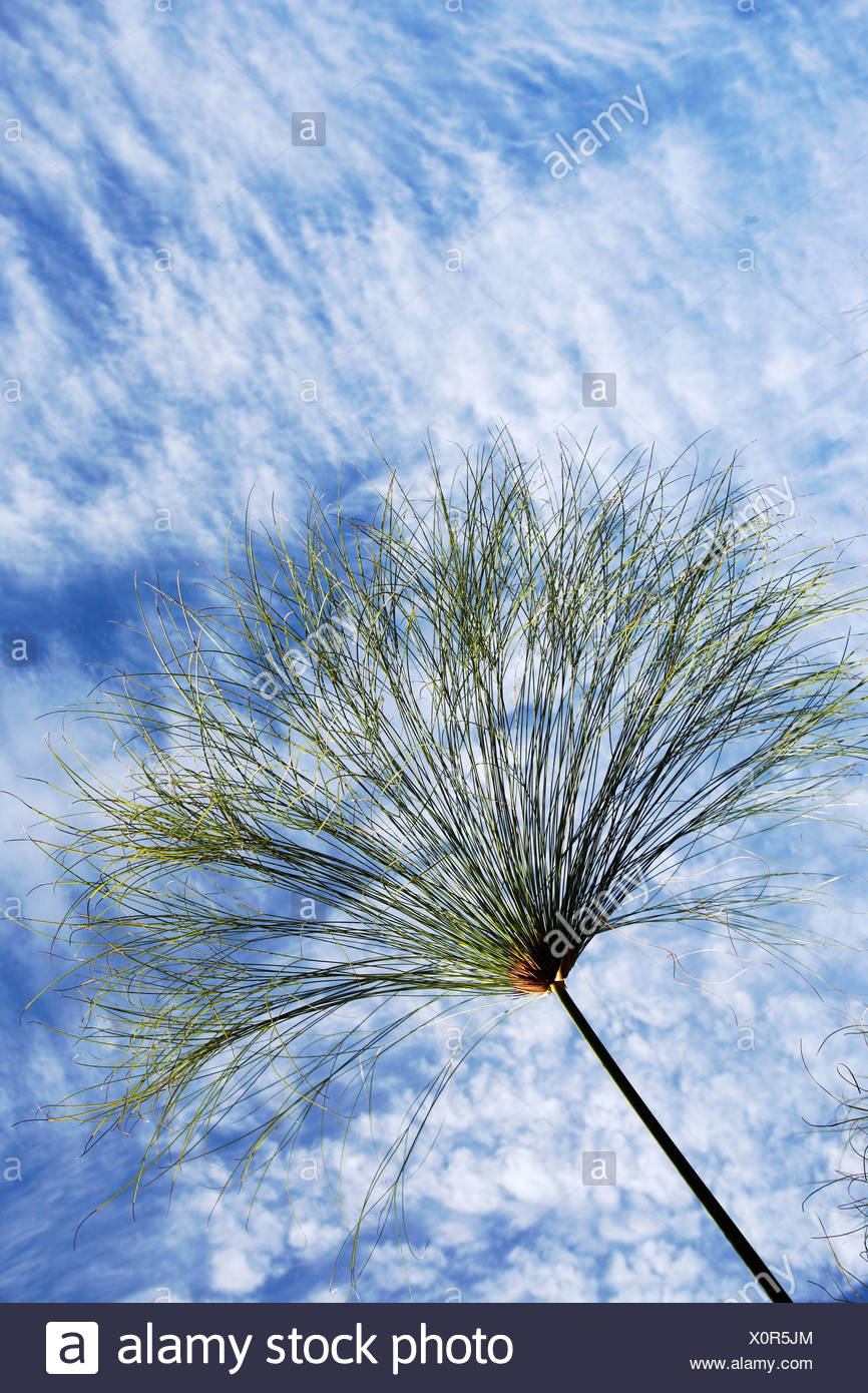 Papyrus Reeds High Resolution Stock Photography and Images - Alamy