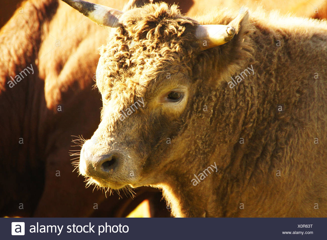 Sad Cow High Resolution Stock Photography and Images - Alamy