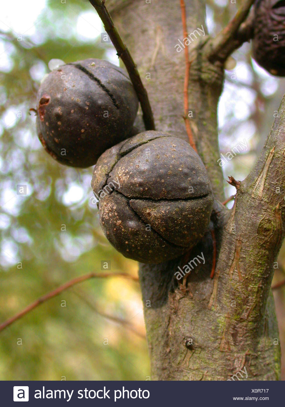 Callitris Preissii High Resolution Stock Photography and Images - Alamy