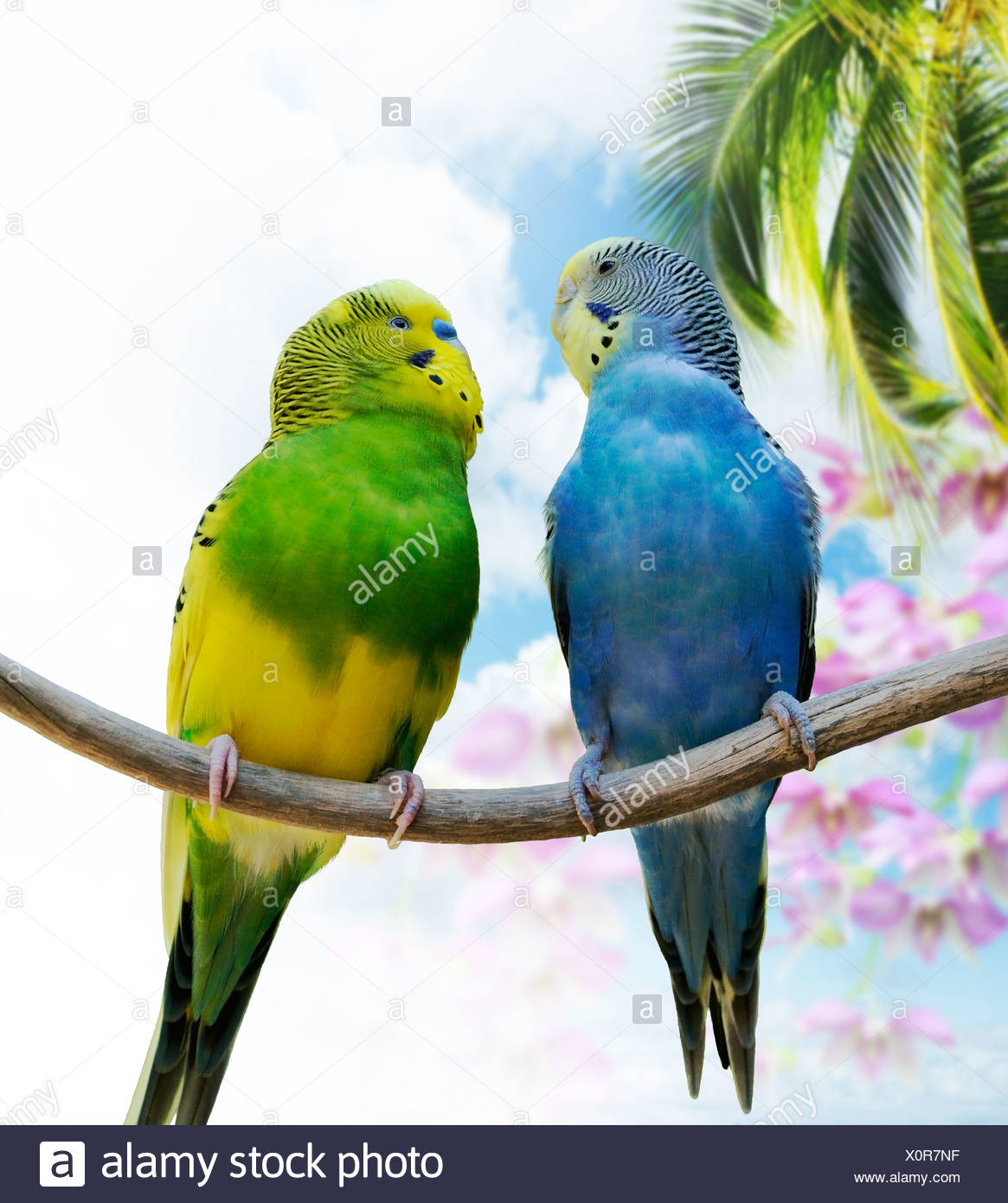 Green And Yellow Budgie Stock Photos & Green And Yellow Budgie Stock ...