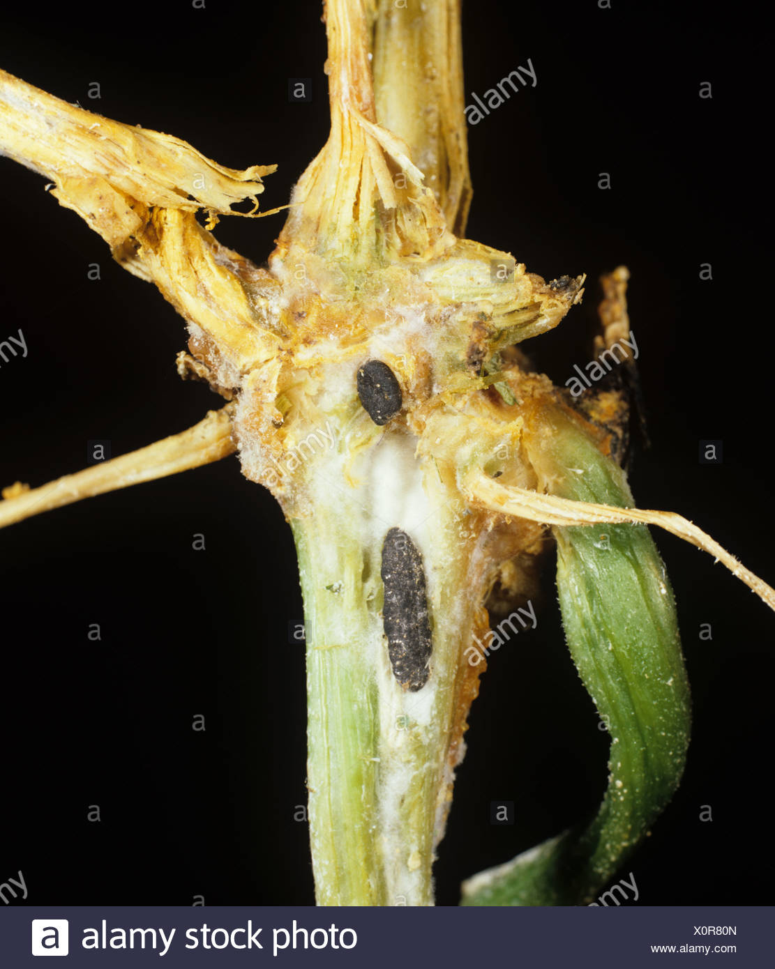 Sclerotinia Sclerotiorum Stock Photos & Sclerotinia Sclerotiorum Stock ...