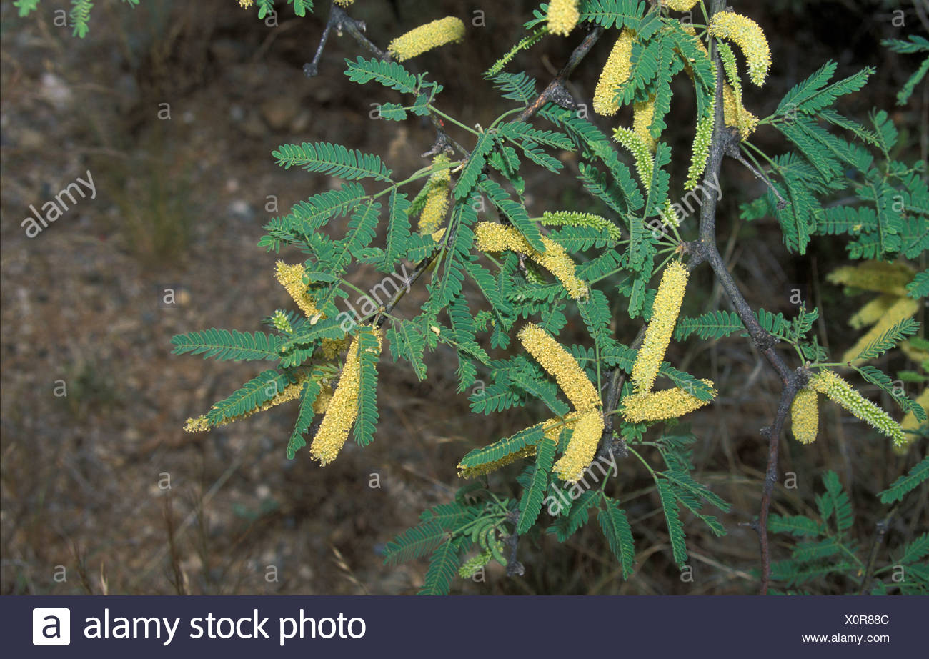 Screwbean Mesquite High Resolution Stock Photography and Images - Alamy