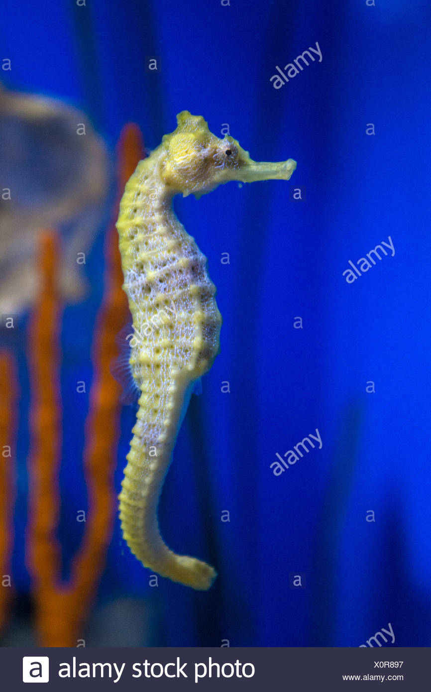 Dwarf Seahorse High Resolution Stock Photography and Images - Alamy