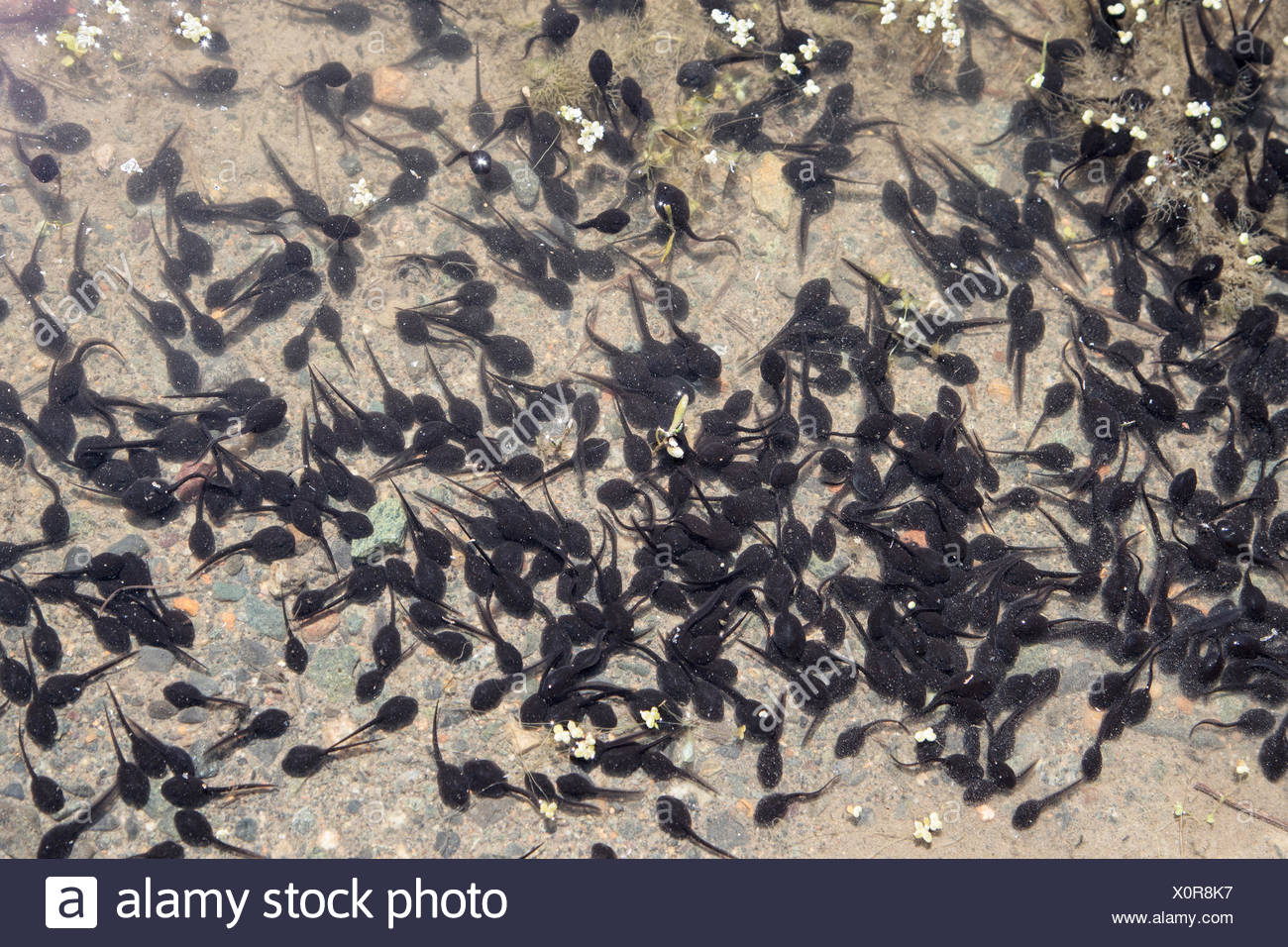 Bufo Bufo Tadpoles High Resolution Stock Photography and Images - Alamy
