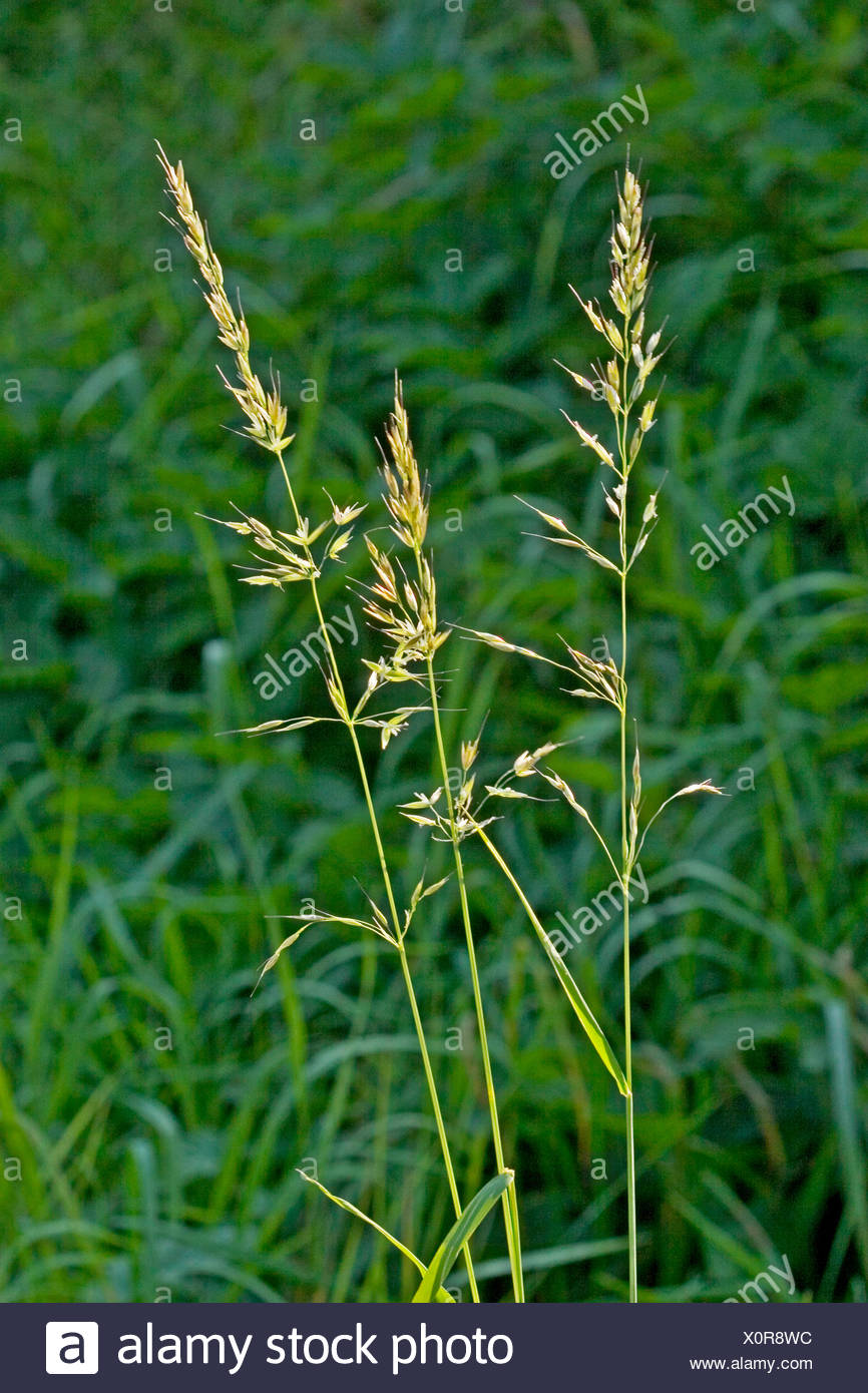 Arrhenatherum Elatius Stock Photos & Arrhenatherum Elatius Stock Images ...