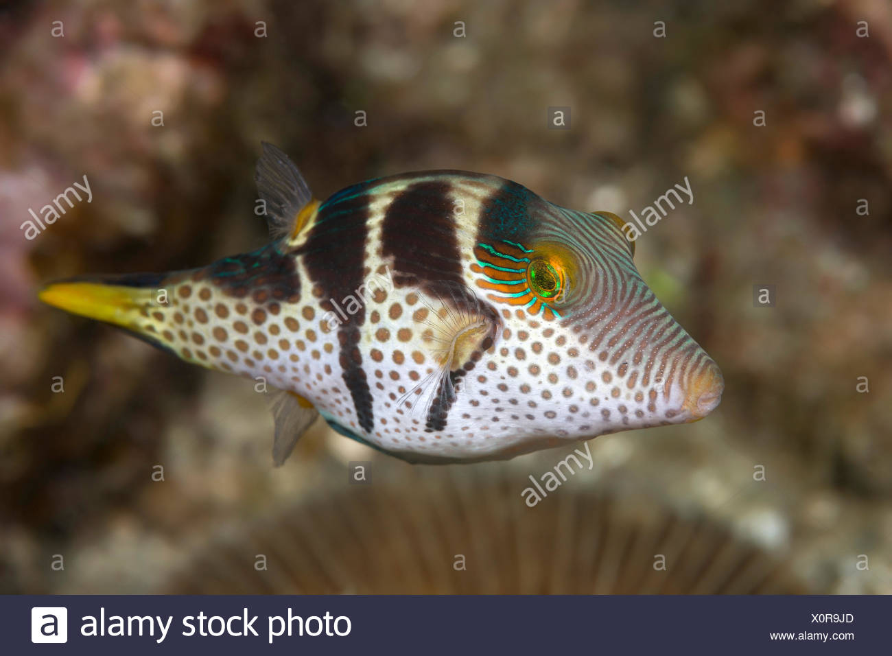 Black Puffer Fish High Resolution Stock Photography and Images - Alamy