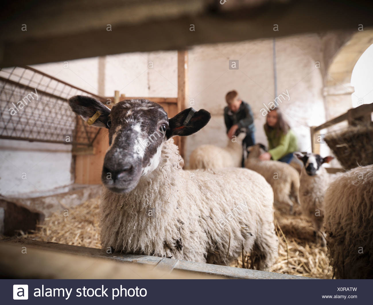 Male Sheep Stock Photos & Male Sheep Stock Images - Alamy