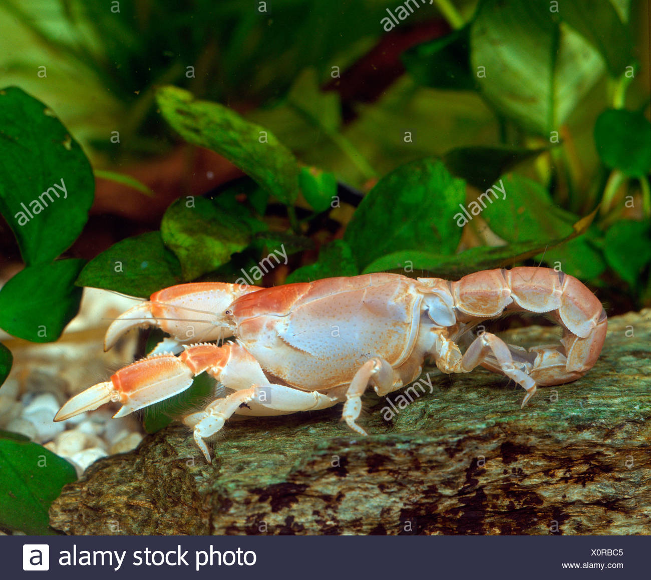 Mud Lobster High Resolution Stock Photography and Images - Alamy