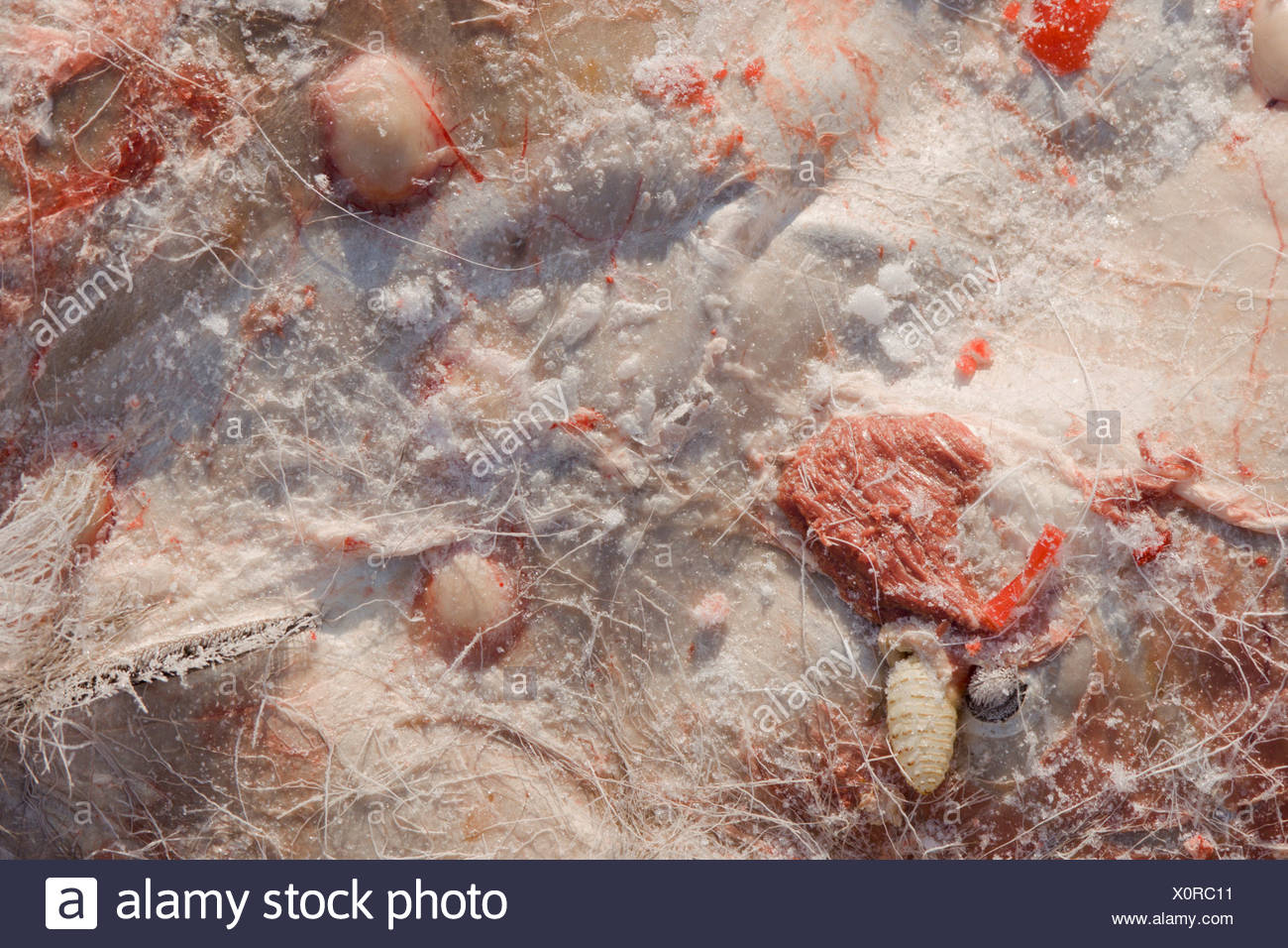 Warble Flies High Resolution Stock Photography and Images - Alamy