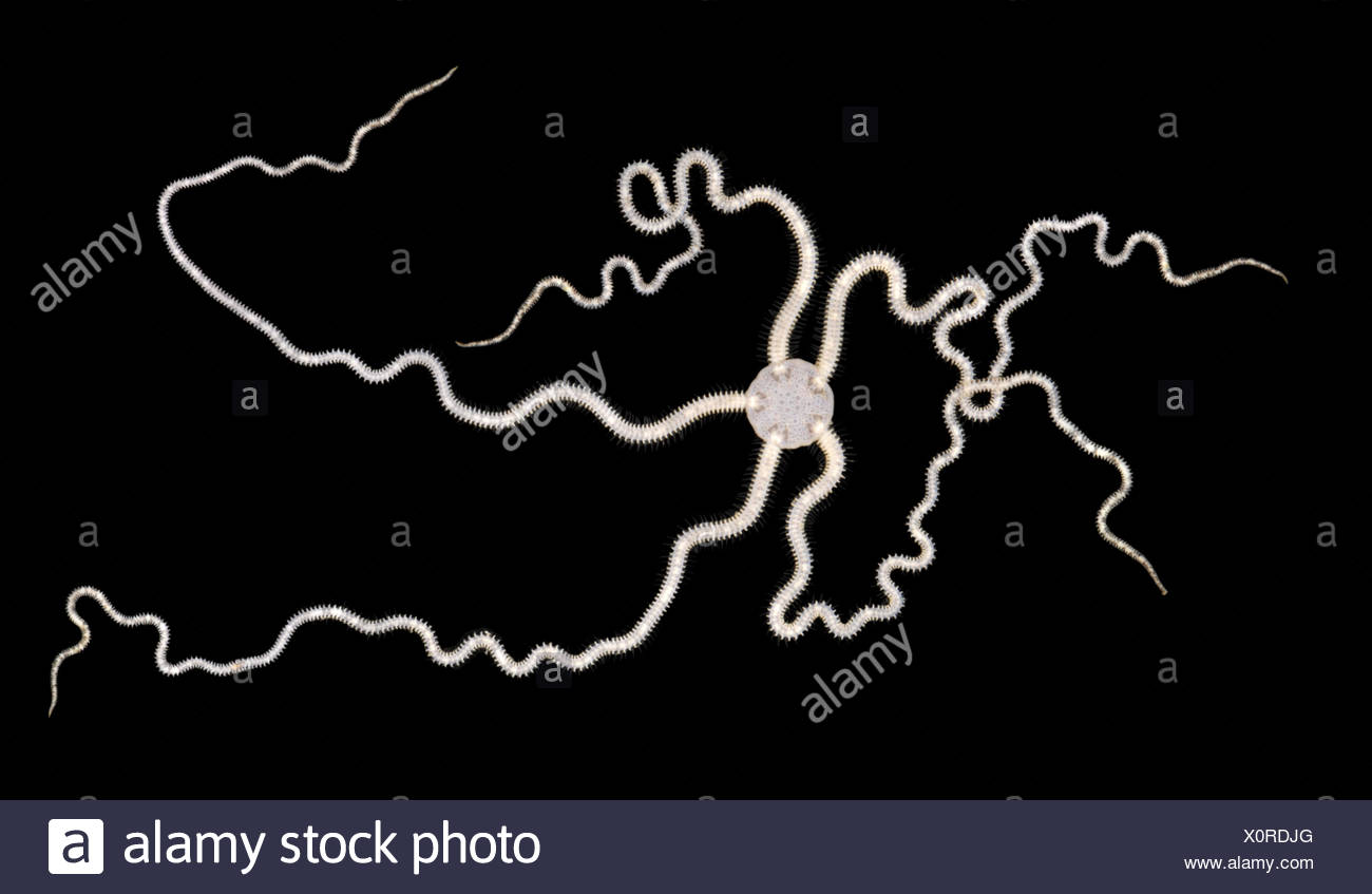 Brachiata High Resolution Stock Photography and Images - Alamy